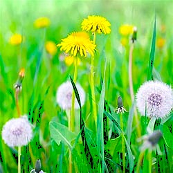 The Dandelions | tallandtruetales